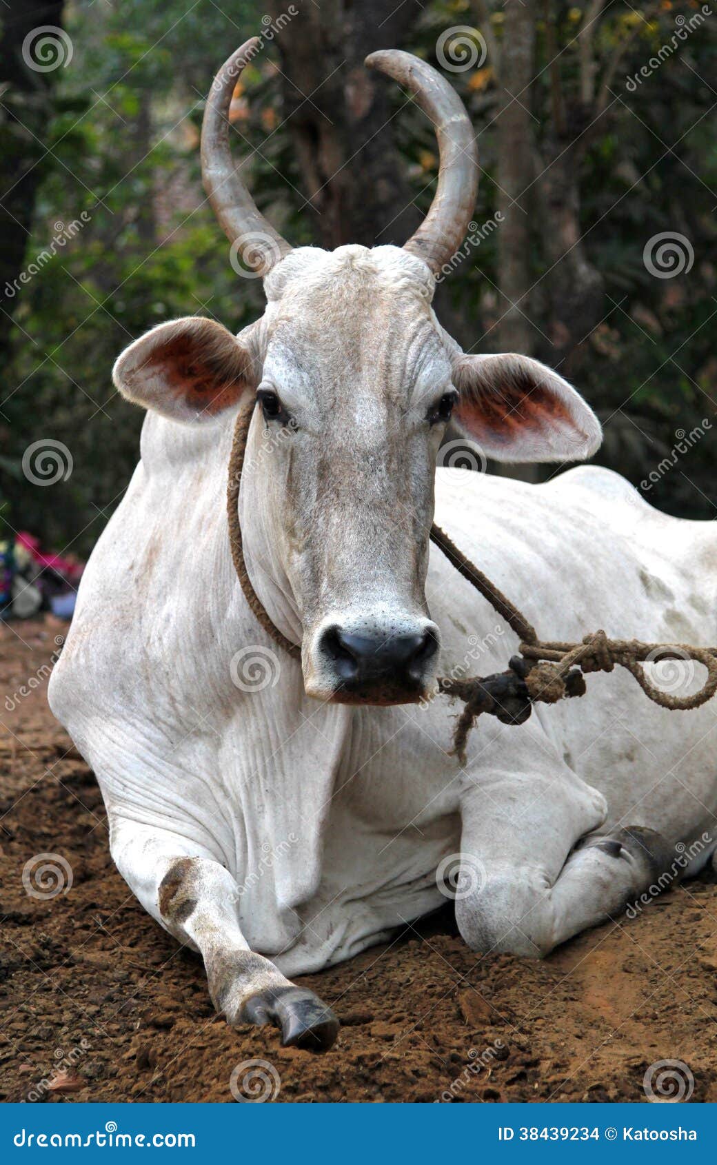 Indian White Cow Resting on the Ground Stock Photo - Image of holy ...