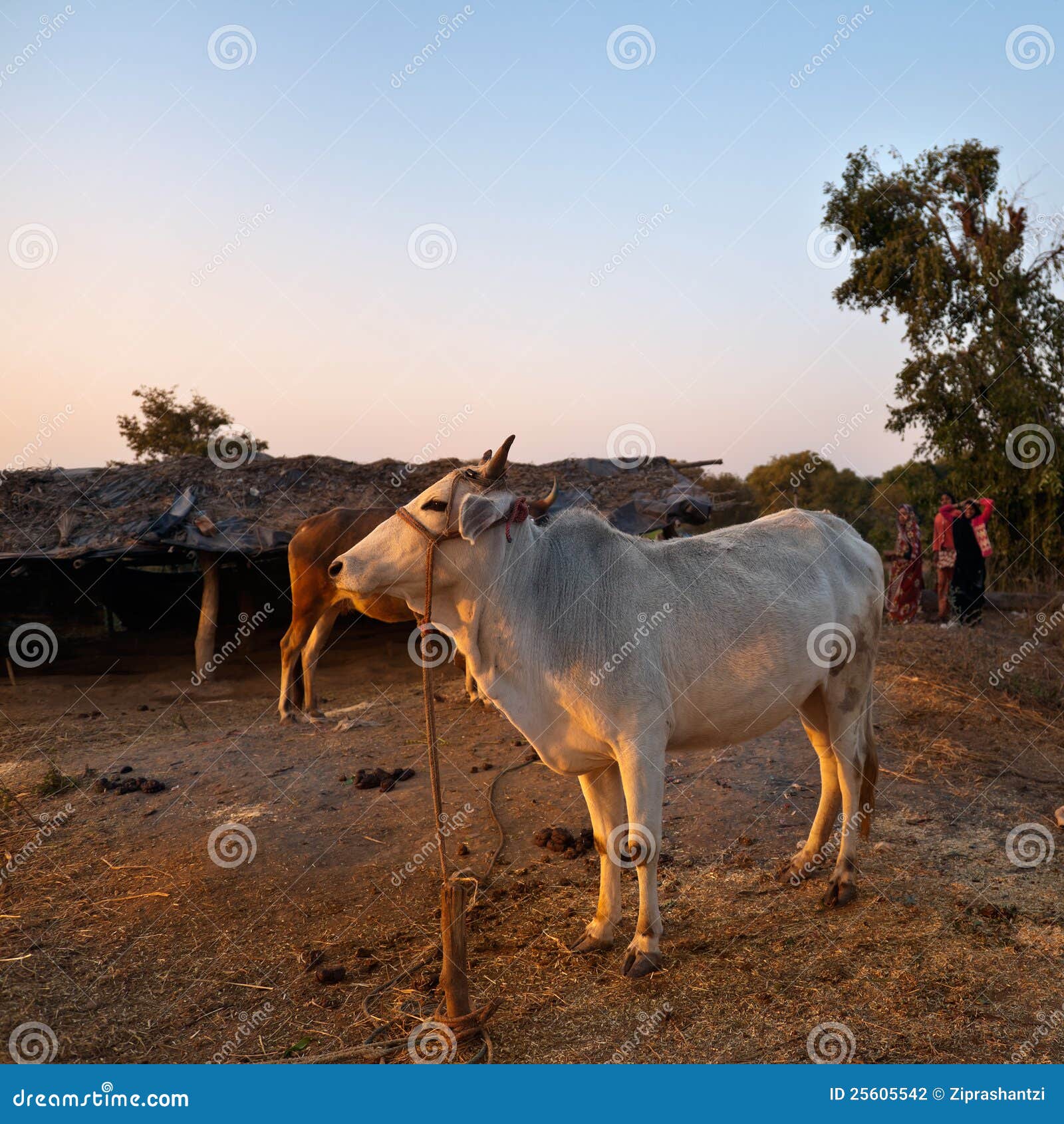 Indian White Cow in Village Editorial Photography - Image of ...