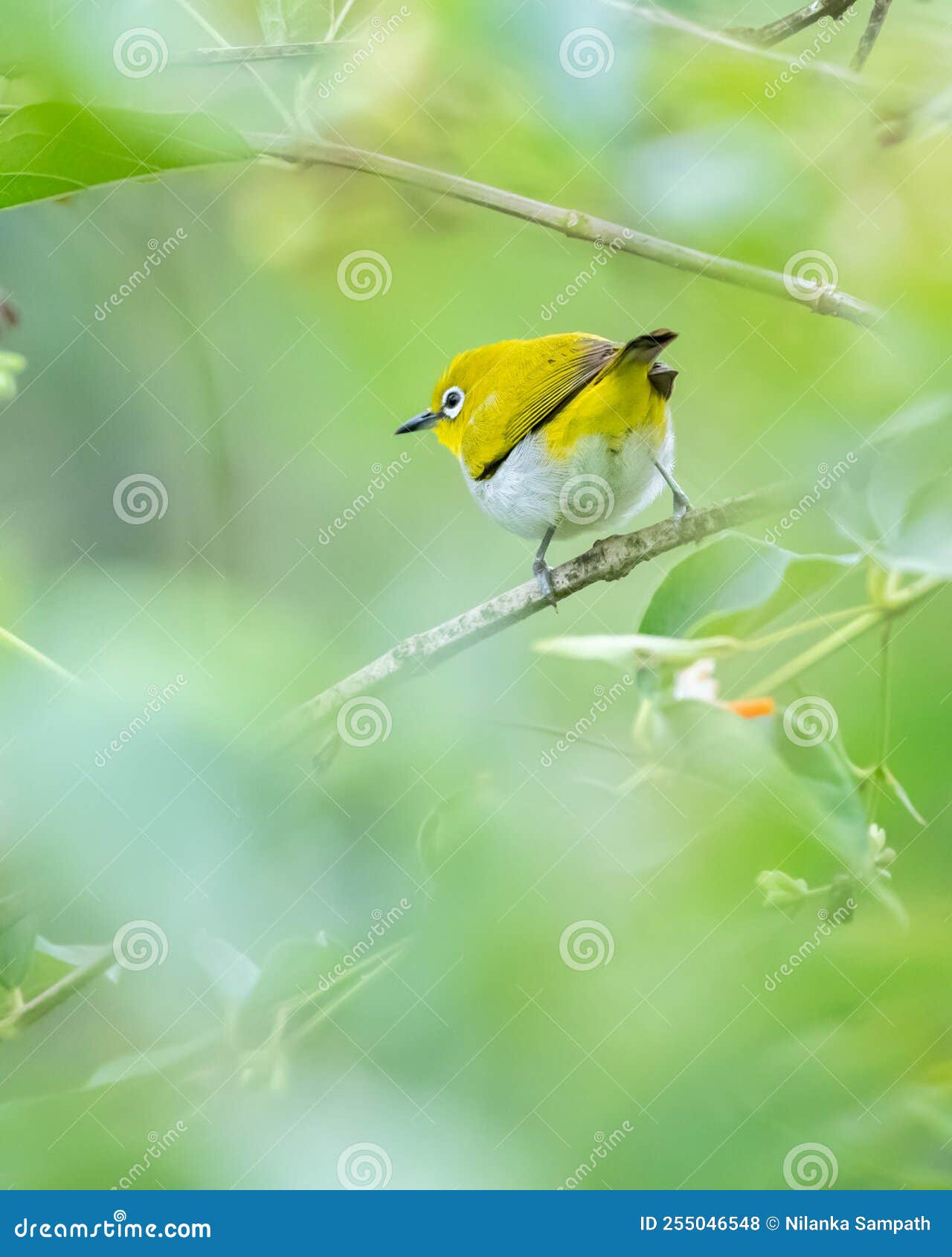 Indian White-eye Bird Perch View from the Back of the Cute Bird Stock ...