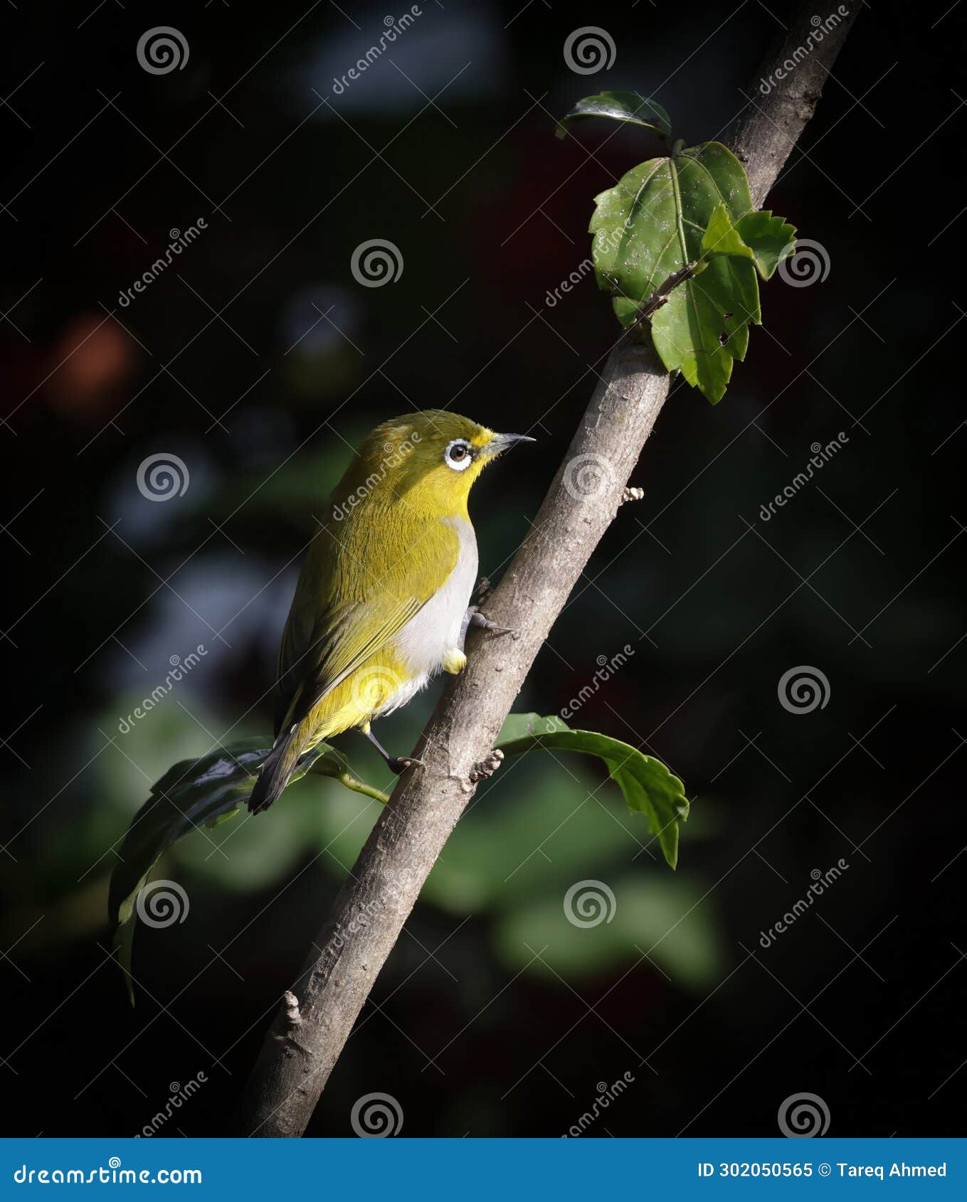 Indian White-eye(Zosterops Palpebrosus) Stock Image - Image of asia ...