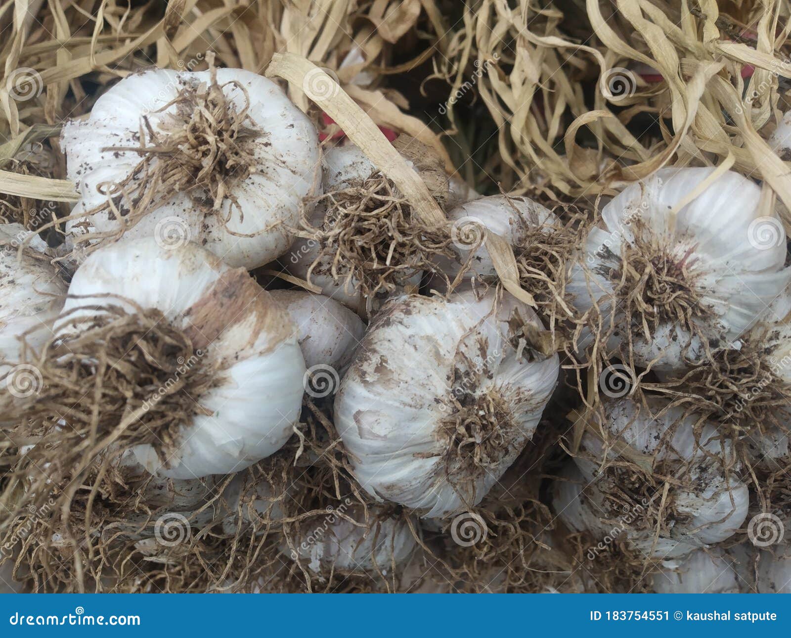 Indian White Garlic Fruit with Roots Stock Image - Image of produce ...