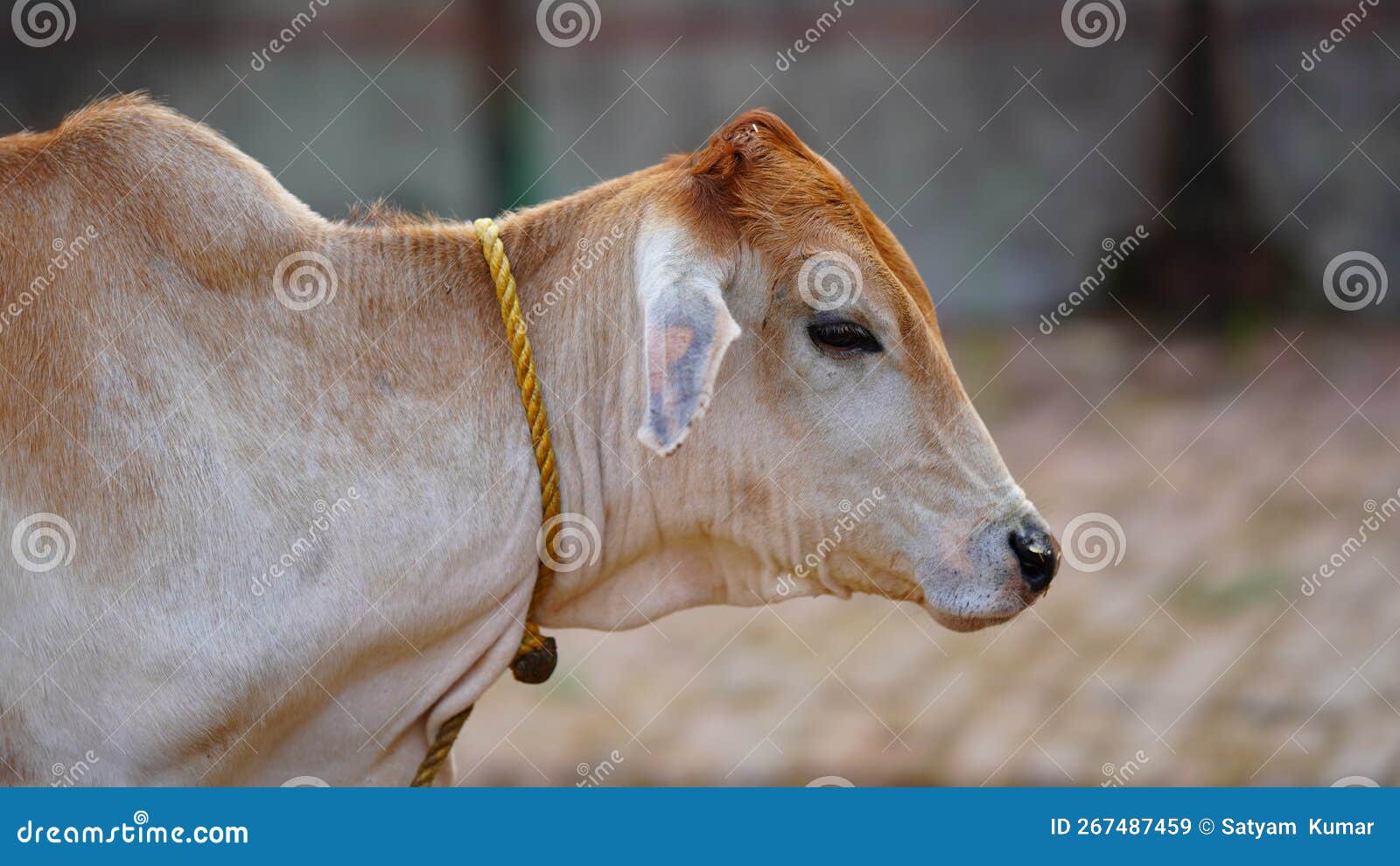 White Milky Wood Texture With Thin Grainy Structure Royalty-Free Stock ...