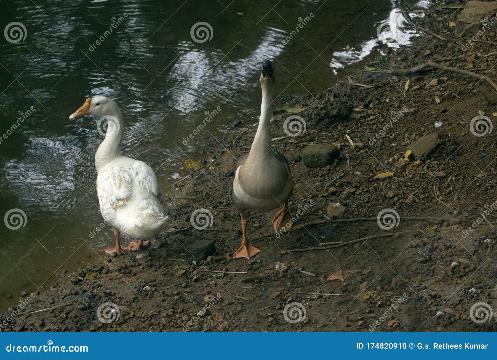 Indian White Ornamental Ducks Stock Photo - Image of park, impressive ...