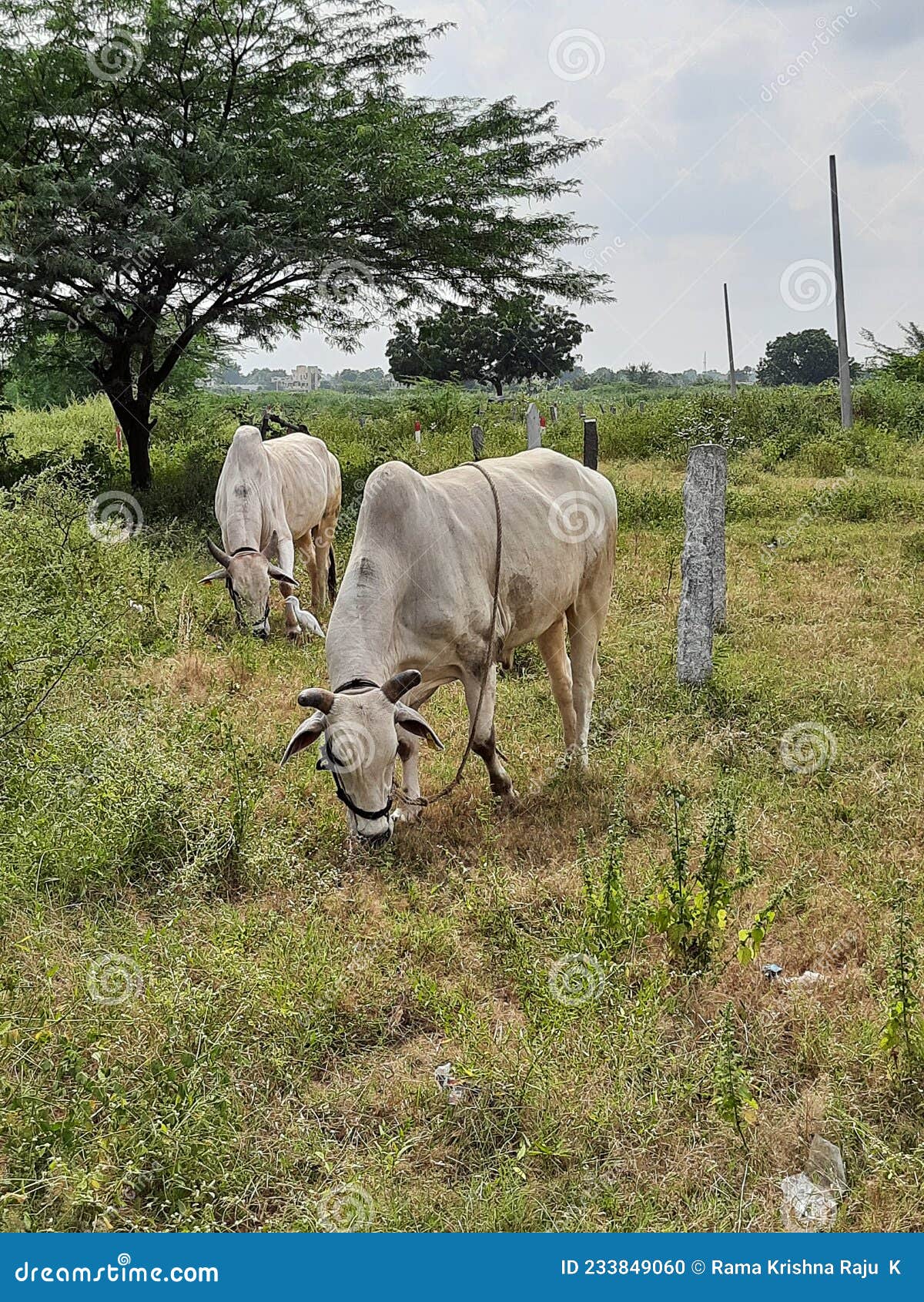 Indian White Ox or Bull Grazing Grass in Open Fields Stock Photo ...