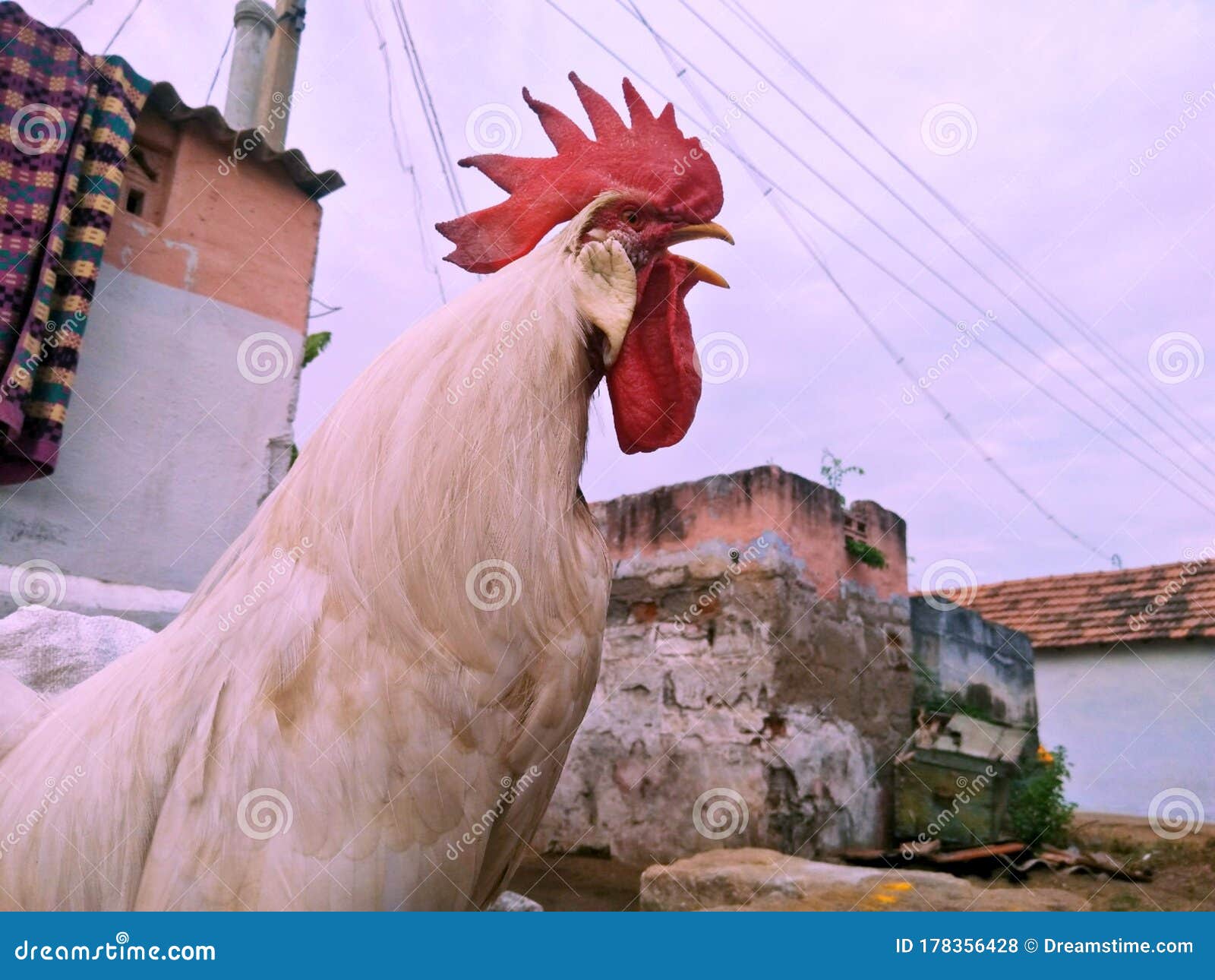 Indian White Rooster stock photo. Image of birds, rooster - 178356428