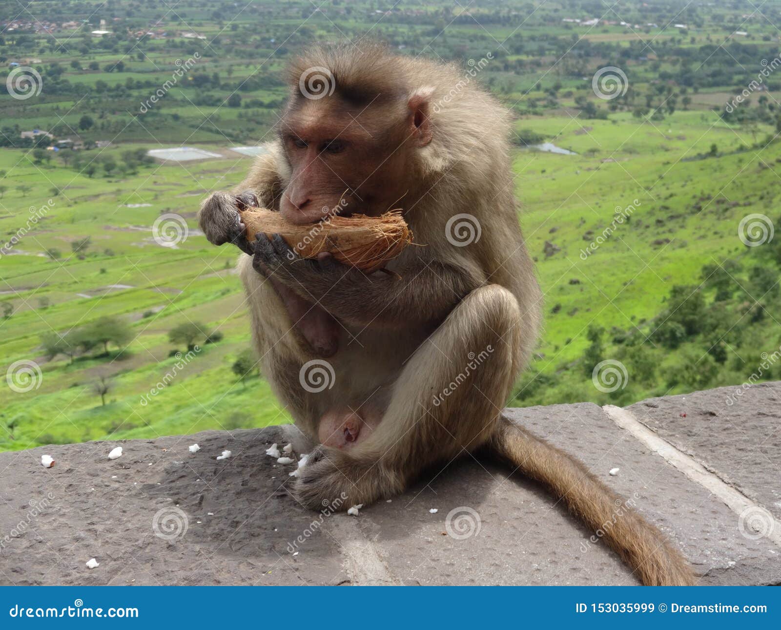Monkeys In Zoo Doing Their Personal Hygiene Stock Photography ...