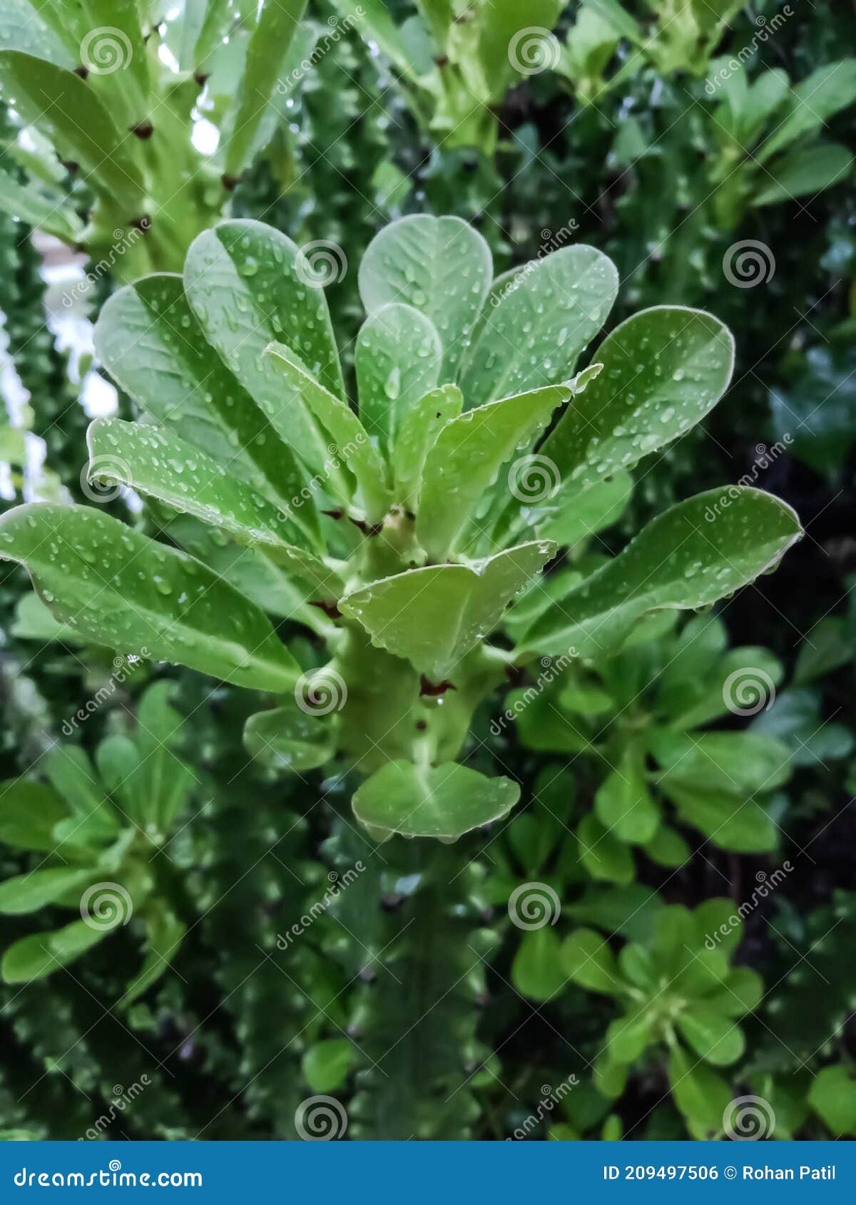 Indian wild cactus plant stock photo. Image of wild - 209497506