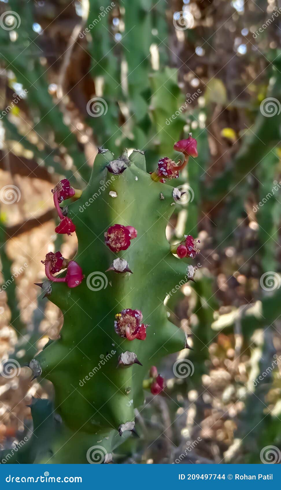 Indian wild cactus plant stock photo. Image of food - 209497744