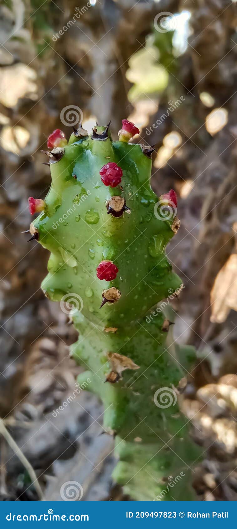 Indian wild cactus plant stock image. Image of leaf - 209497823