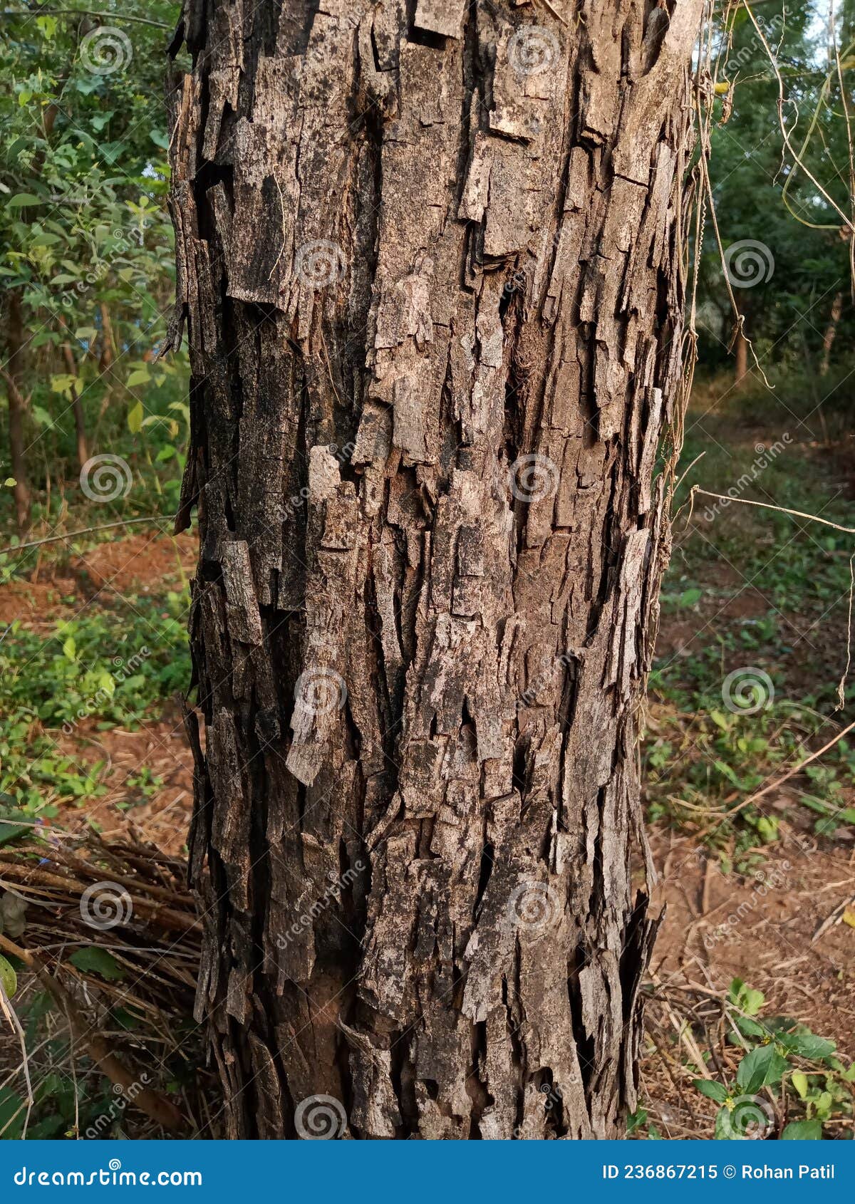 Indian Wild Catechu Tree Acacia Catechu Bark Stock Image - Image of ...