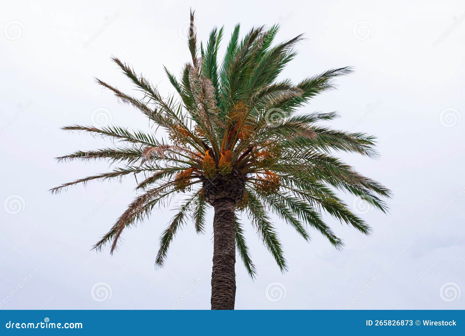 Indian Wild Date Palm Tree Against a Cloudy Sky Stock Image - Image of ...