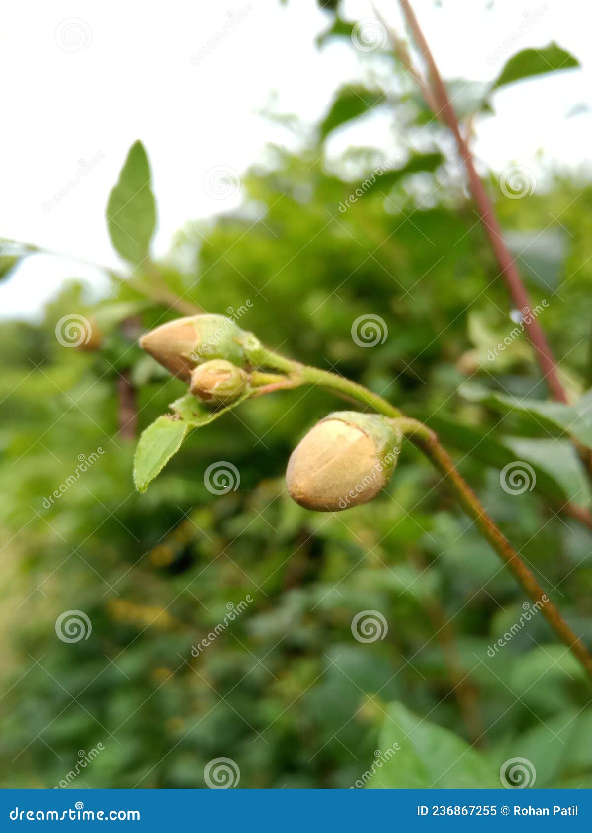 Indian Wild Flowers Desmodium Stock Image - Image of blooms, purple ...