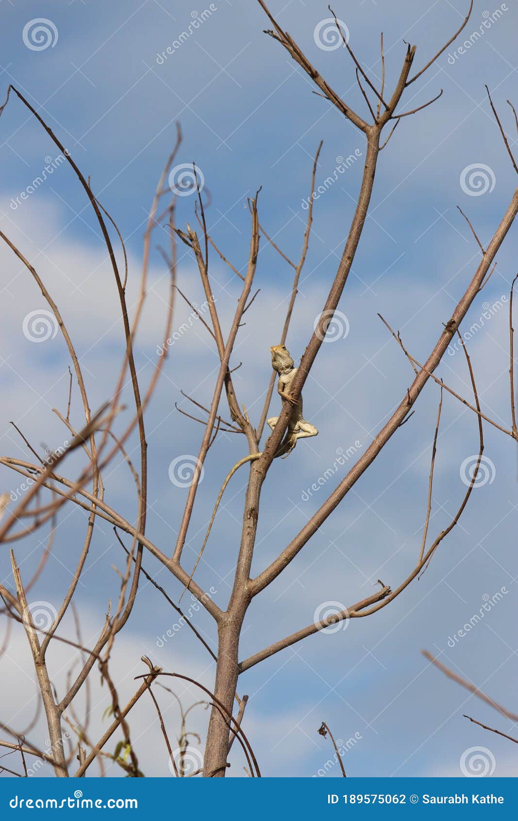 Indian Wild Lizard on a Tree Stock Photo - Image of gray, indian: 189575062