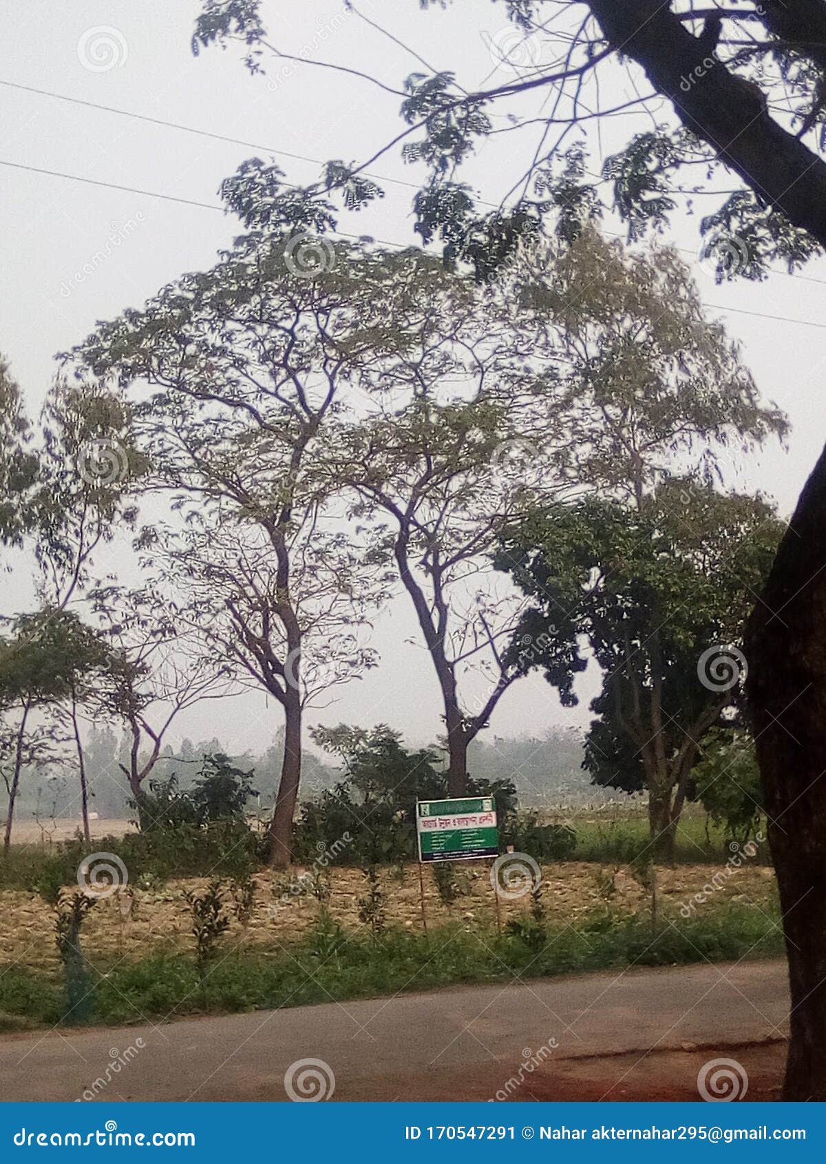 Indian Winter Season Looking Trees Stock Image - Image of trees, winter ...