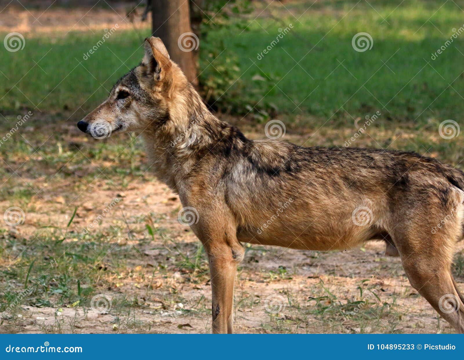 Indian Wolf Snake, Lycodon Aulicus, Panna Tiger Reserve, Madhya Pradesh ...