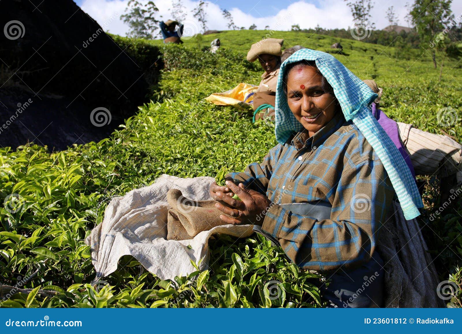 Indian Woman with Tea Leaves Editorial Photography - Image of adult ...