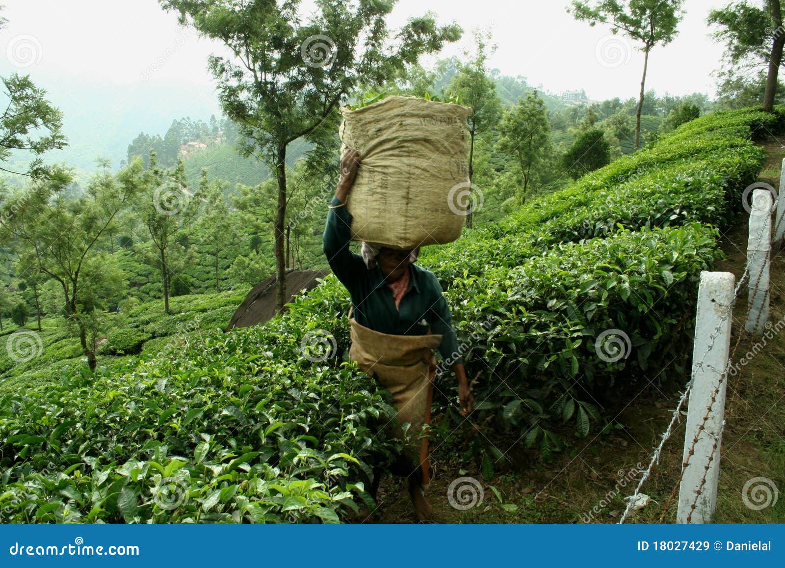 Indian woman at work editorial stock image. Image of struggle - 18027429