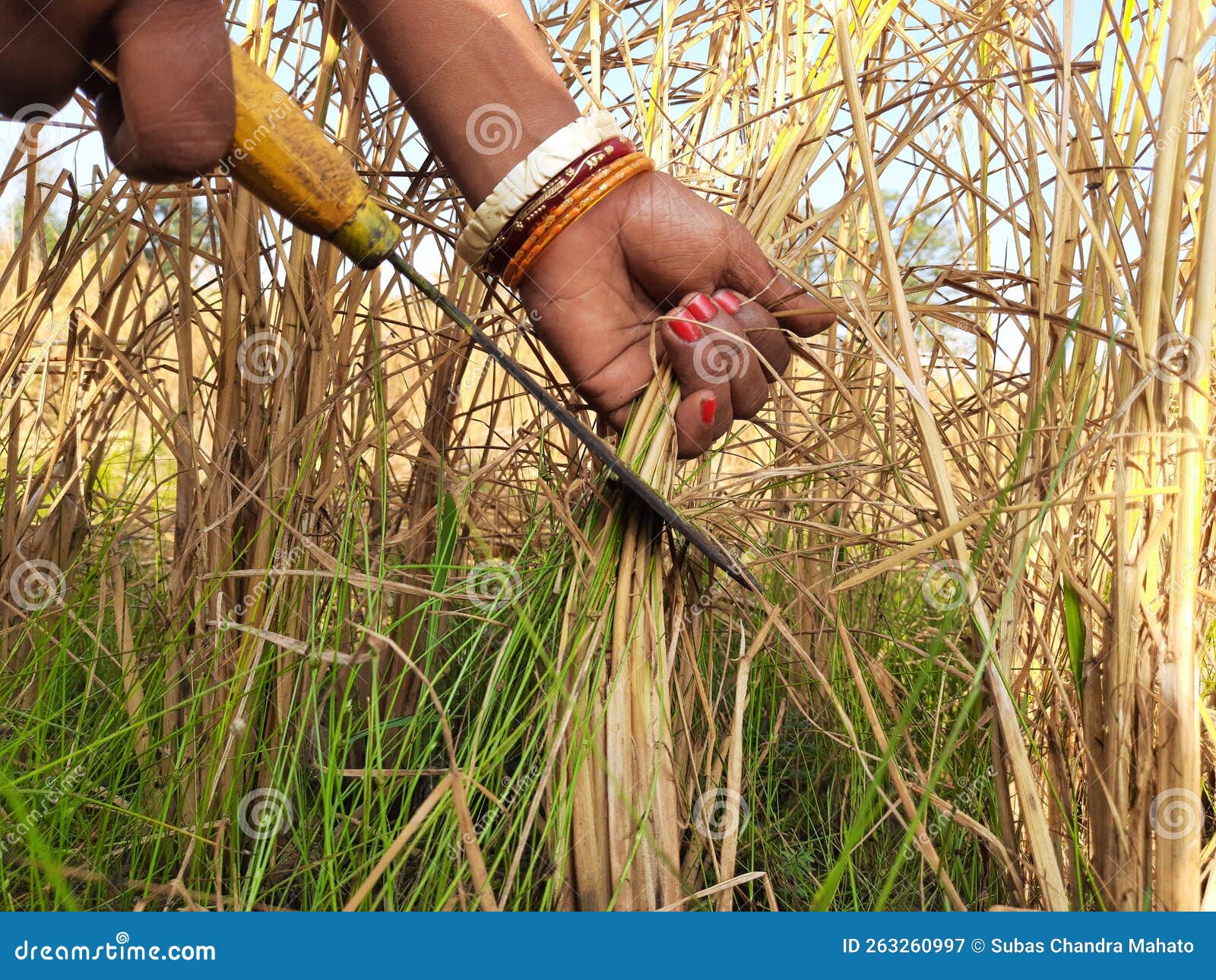 Indian Women Cutting Rice Plants With A Sickle Stock Image Image Of