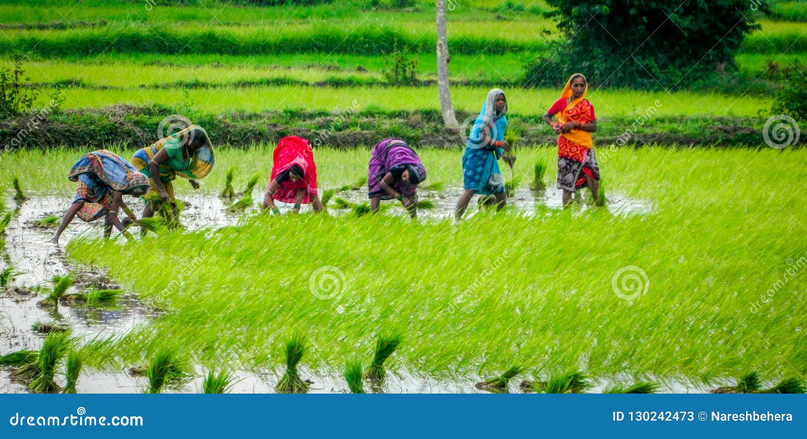 Indian Women in Paddy Field Editorial Stock Photo - Image of country ...