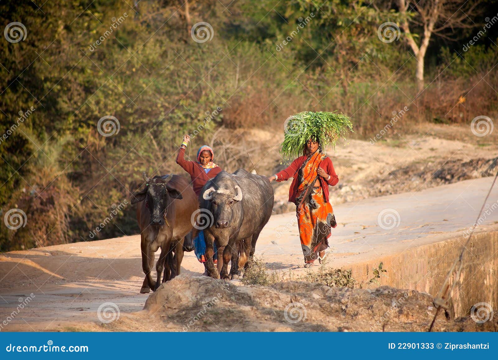 Indian Women Pets Road Photos - Free & Royalty-Free Stock Photos from ...