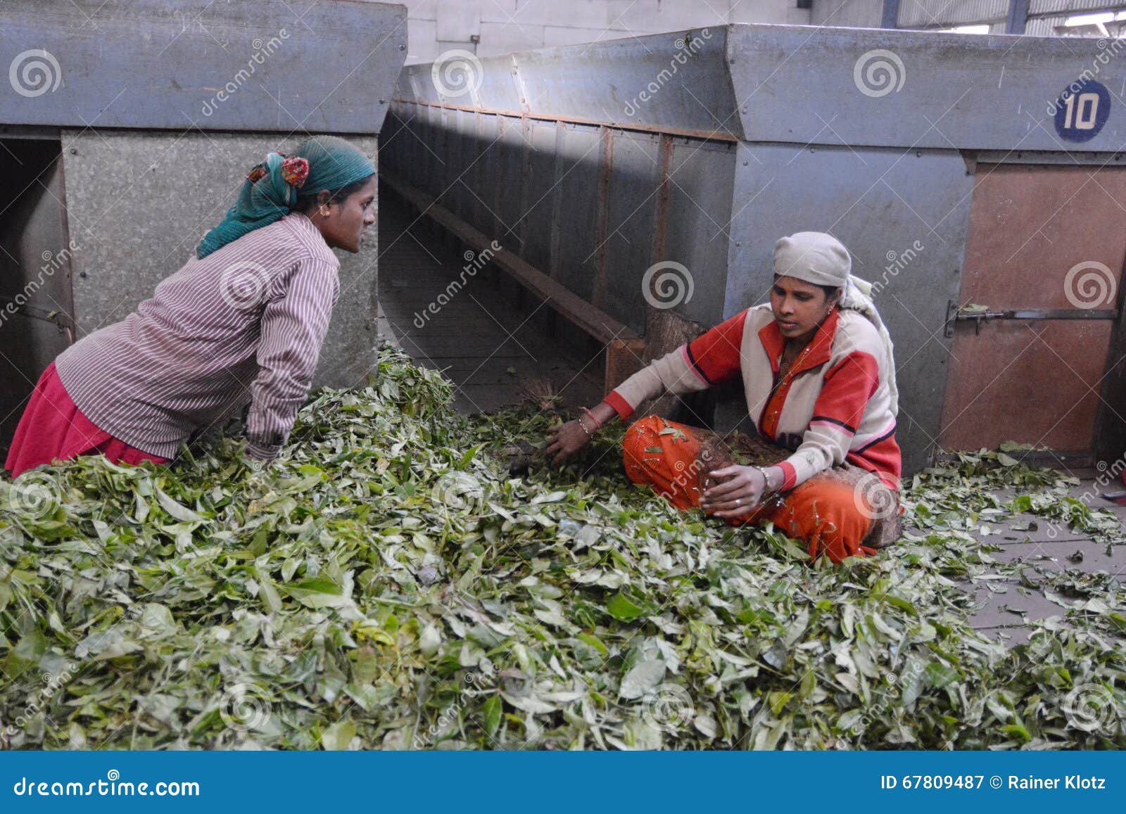 Indian Women Sorting Tea Leaves Editorial Photography - Image of ...