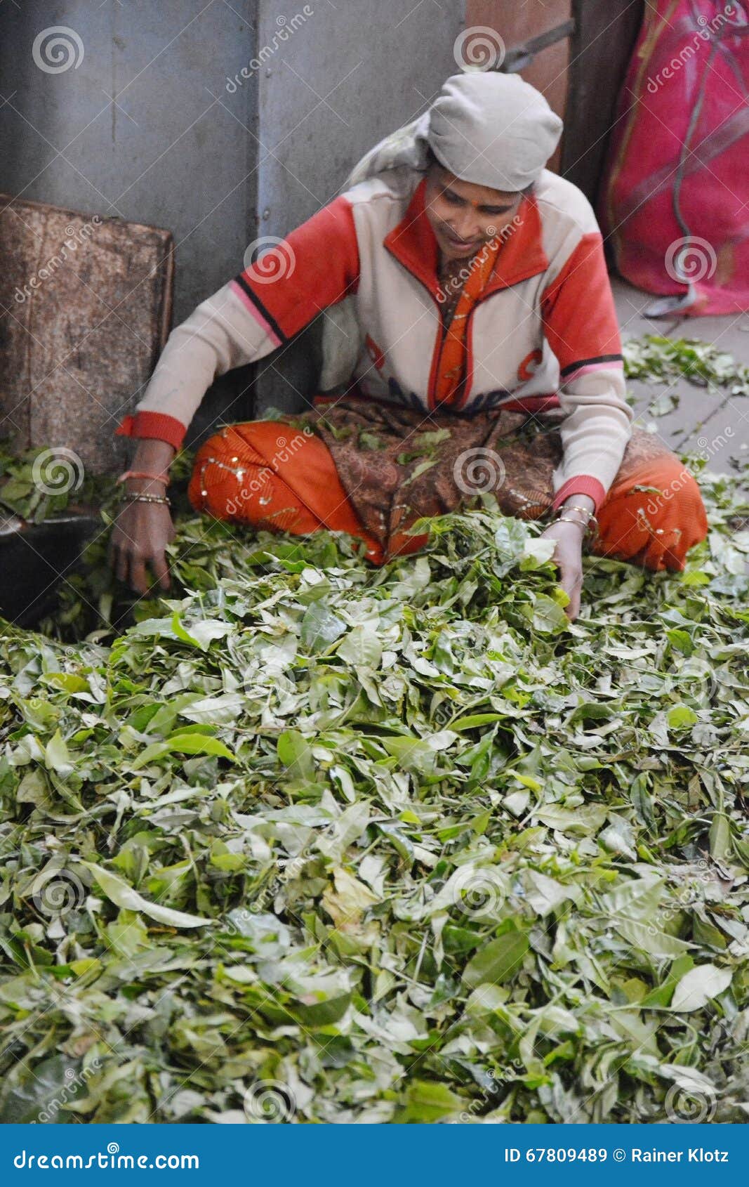 Indian Women Sorting Tea Leaves Editorial Stock Image - Image of ...