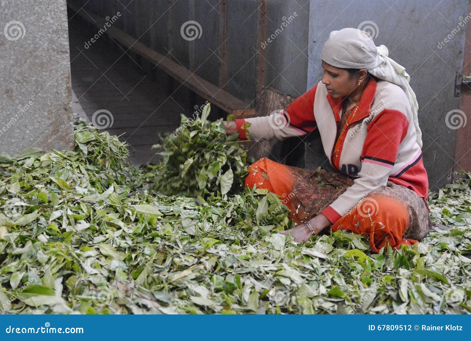 Indian Women Sorting Tea Leaves Editorial Photography - Image of indian ...