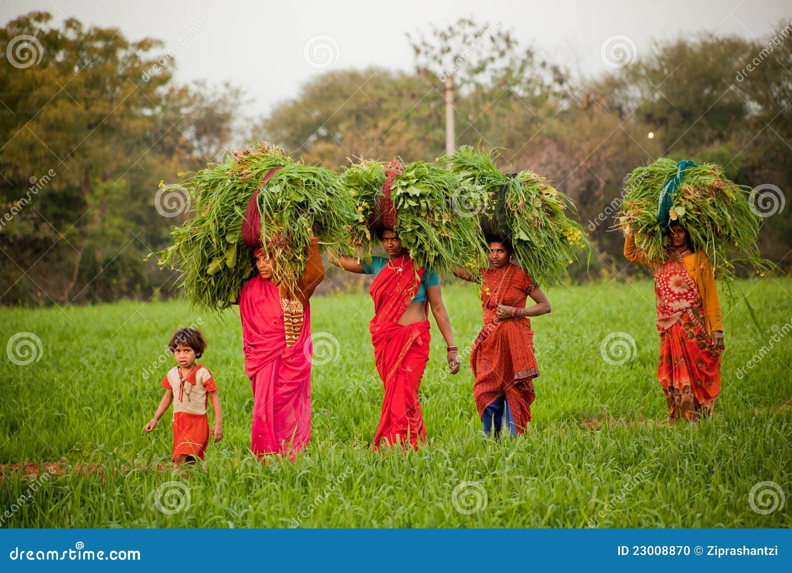 Indian Women Work at Farmland Editorial Image - Image of ethnic, labor ...