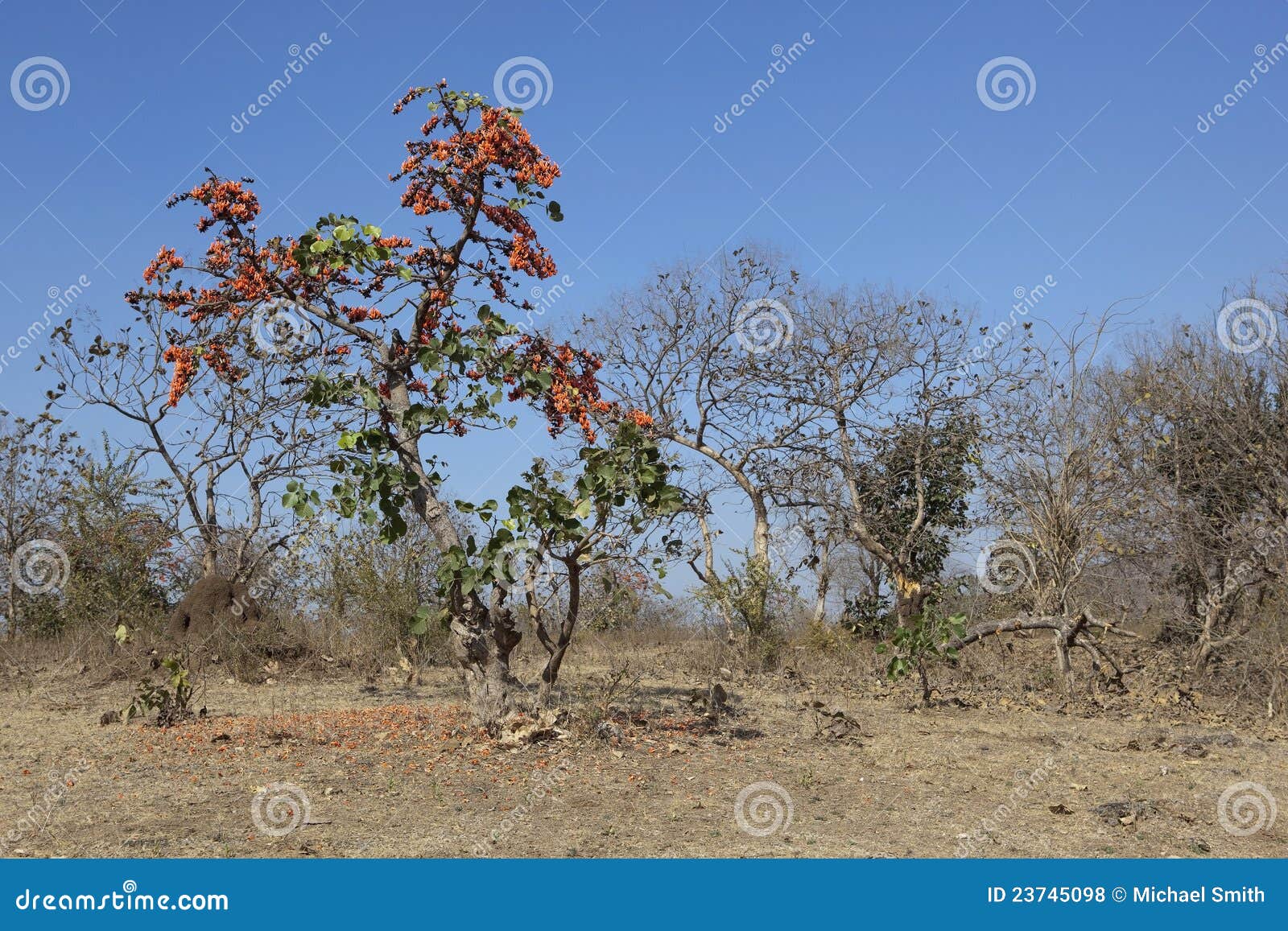 Indian woodland stock photo. Image of flora, parrott - 23745098