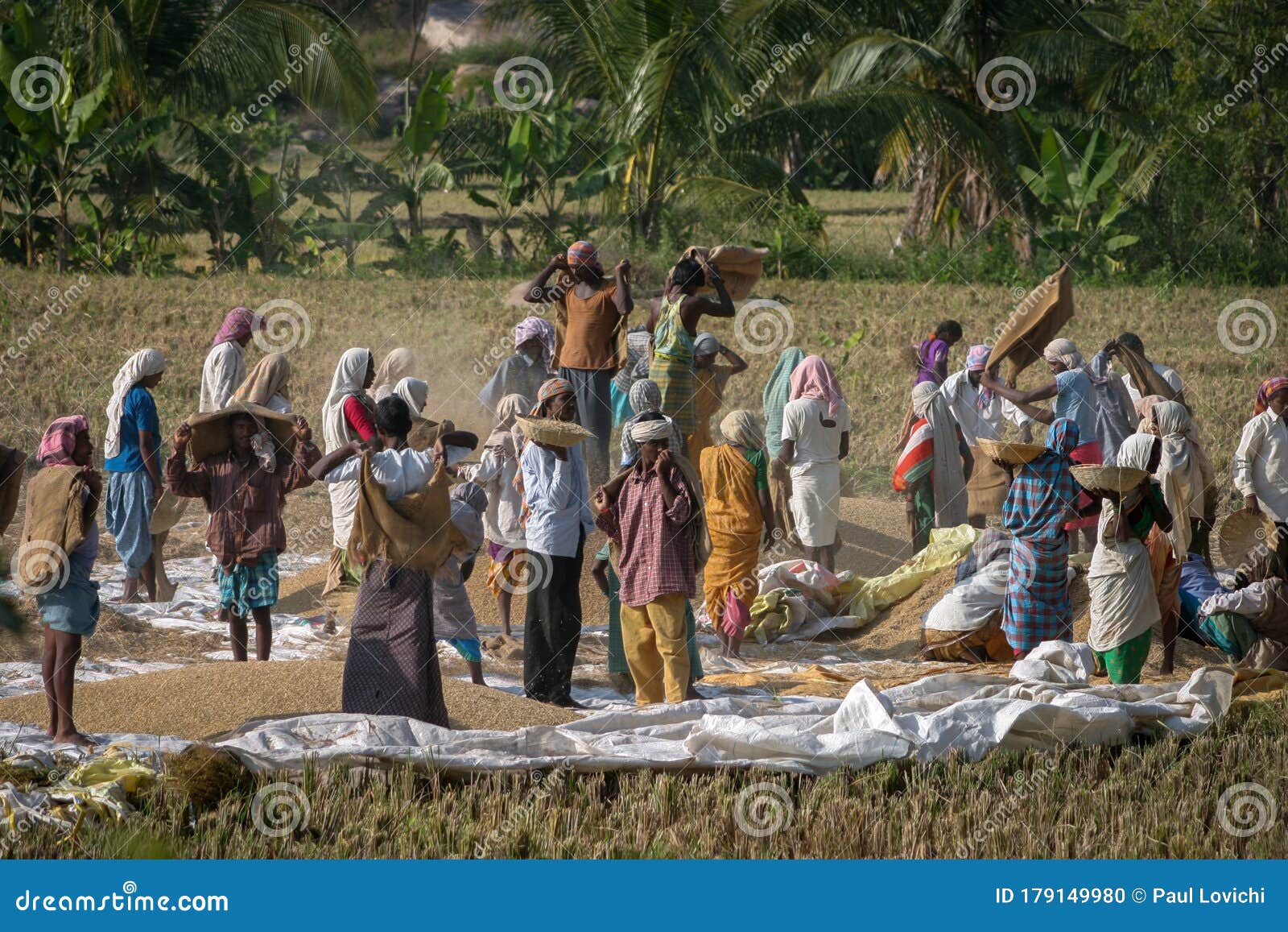 Indian workers in a field editorial image. Image of labour - 179149980