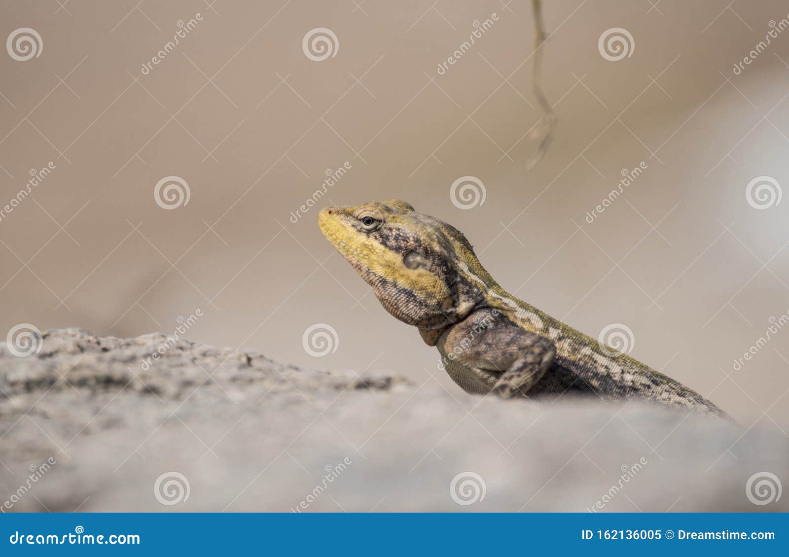 An Indian Yellow Headed Lizard Stock Image - Image of anlacerta, branch ...