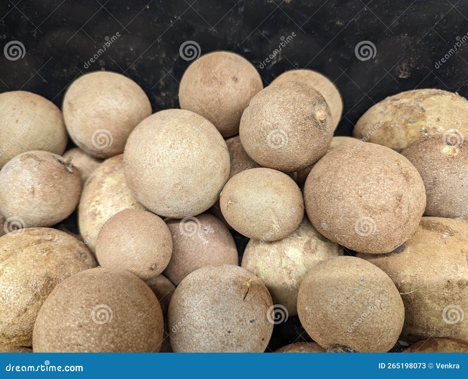 Indian Yummy Tropical Fruit Sapota or Chikoo Stock Image - Image of ...