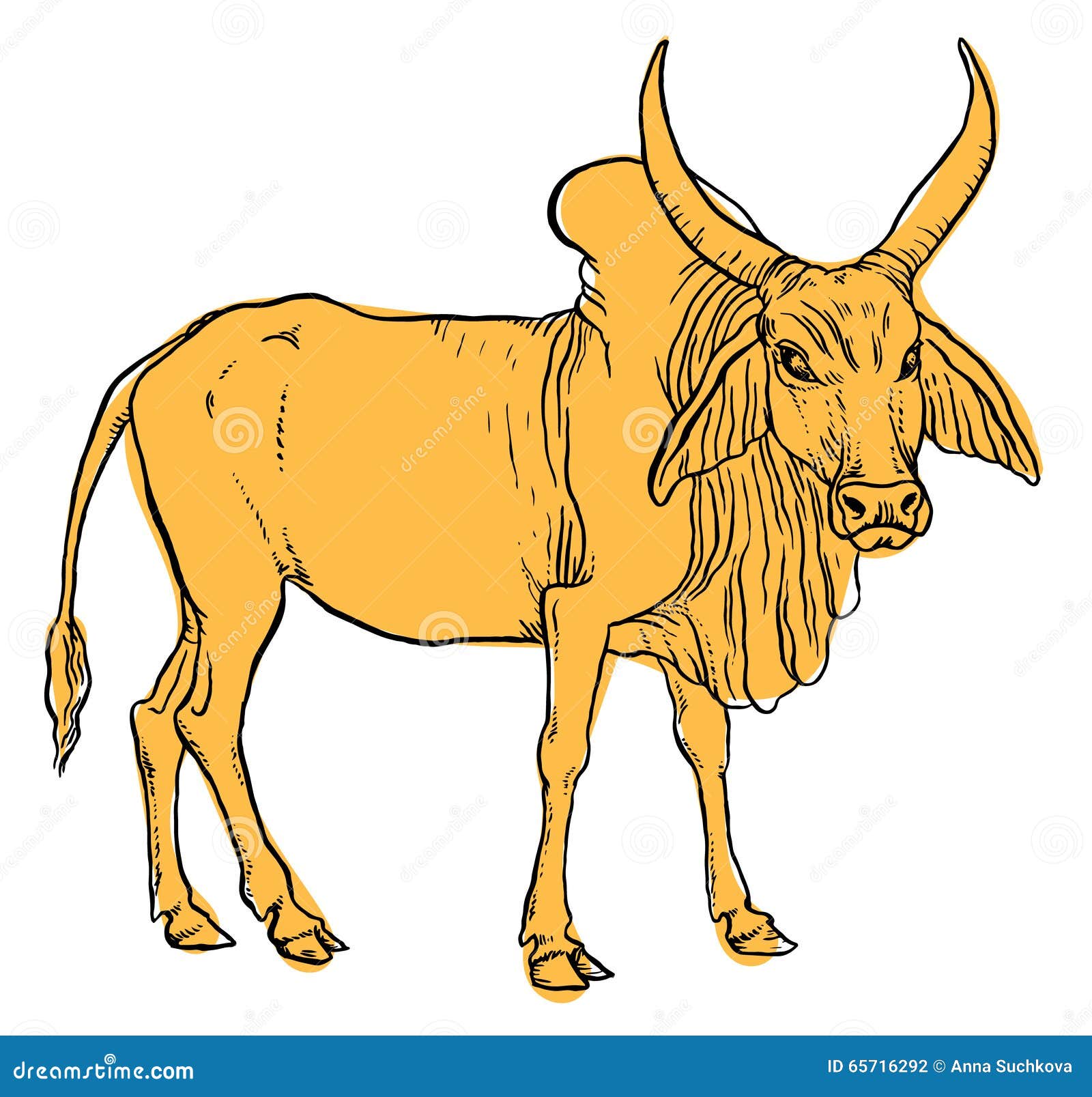Indian zebu cow stock vector. Illustration of hoofed - 65716292
