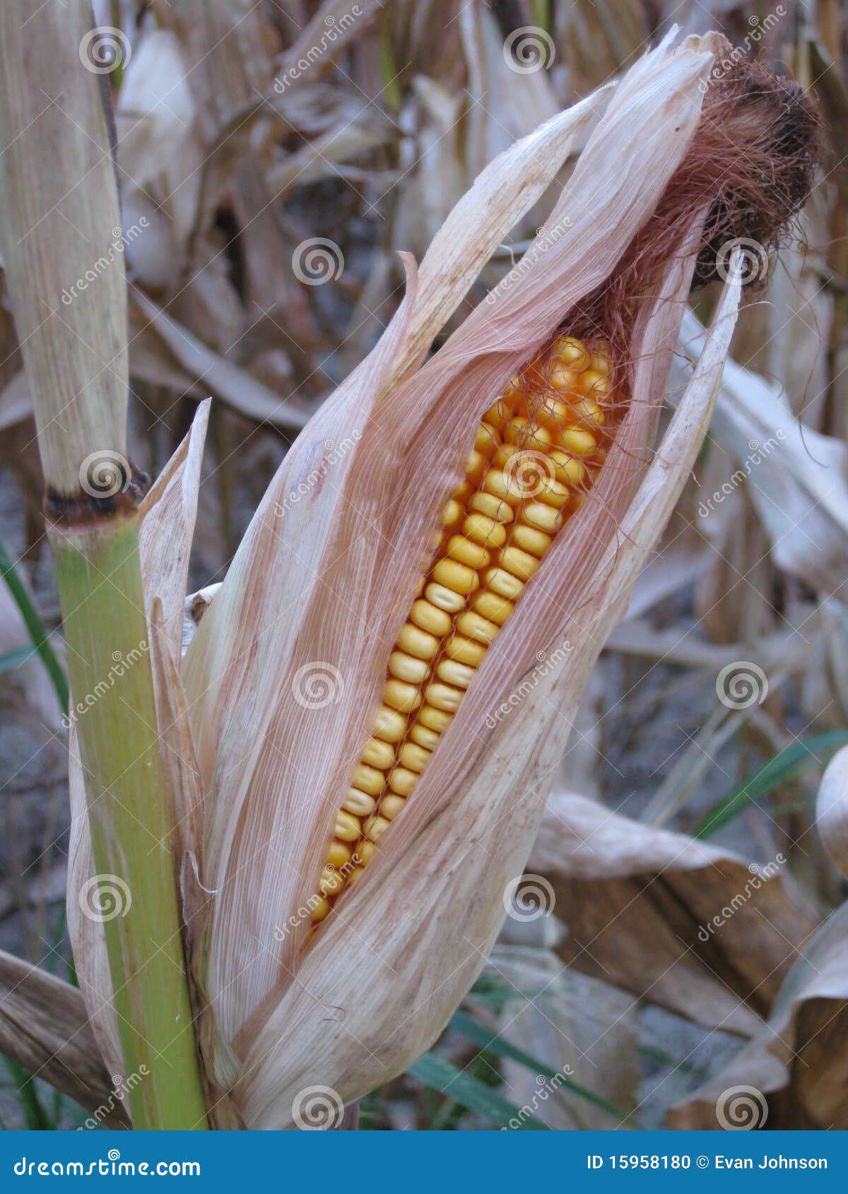 Indiana corn stock photo. Image of plant, nature, autumn - 15958180