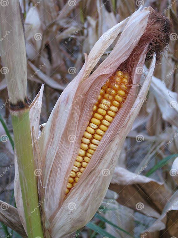 Indiana corn stock photo. Image of plant, nature, autumn - 15958180
