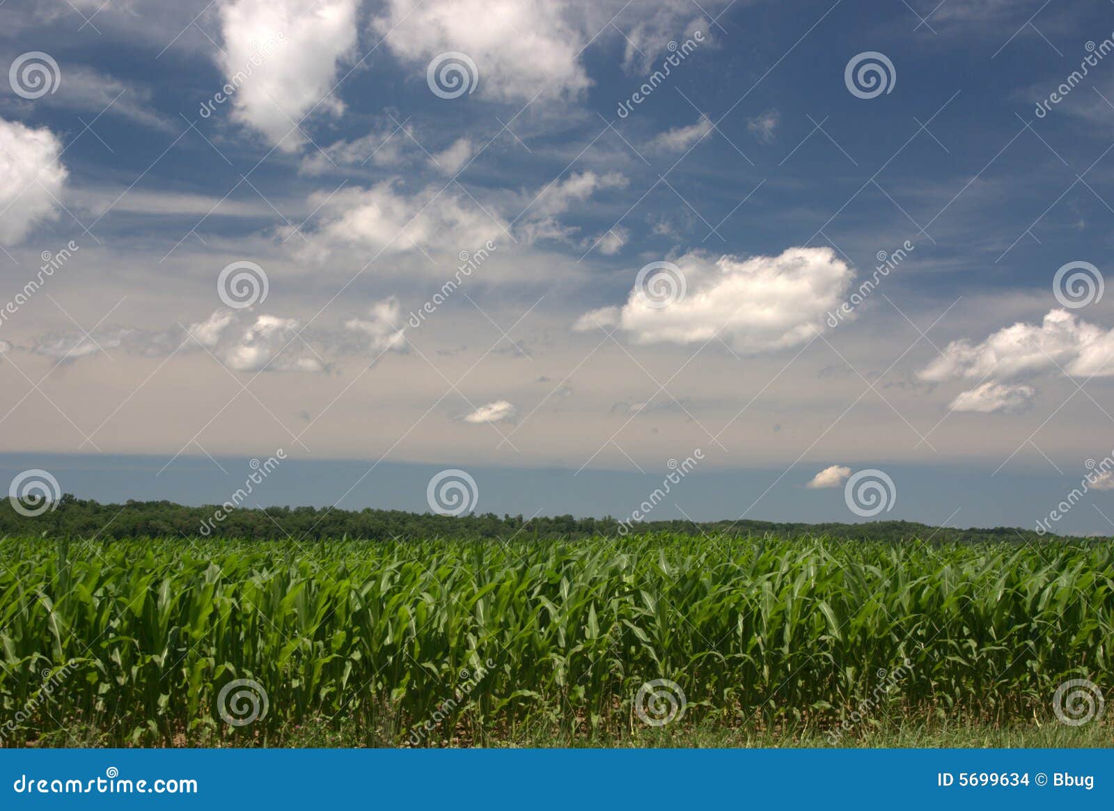 Indiana Corn stock photo. Image of clouds, farm, blue - 5699634