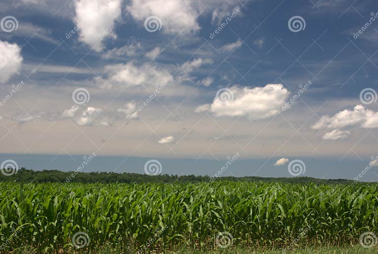 Indiana Corn stock photo. Image of clouds, farm, blue - 5699634