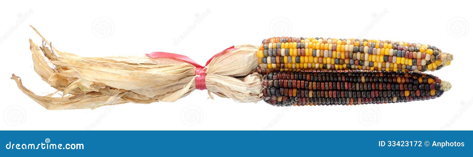 Indiana corn bunch stock photo. Image of color, harvest - 33423172