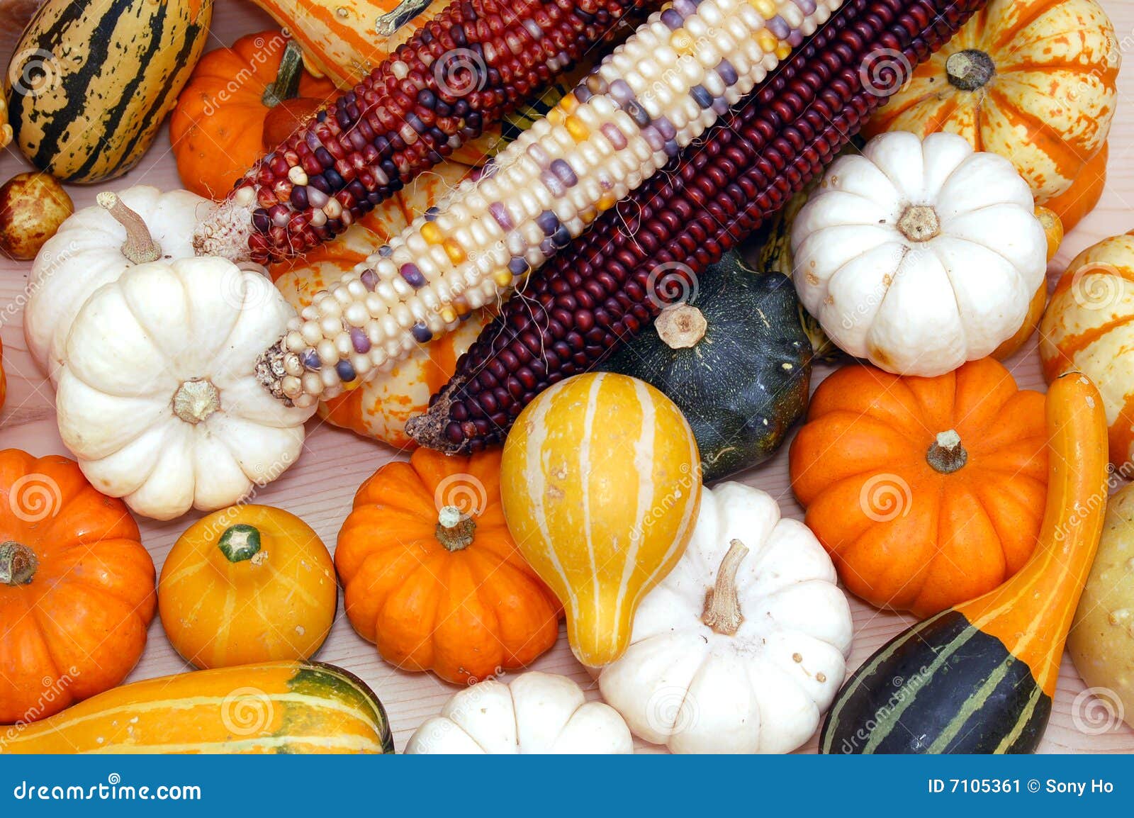 Indiana Corn For Background Stock Photography | CartoonDealer.com #27260462