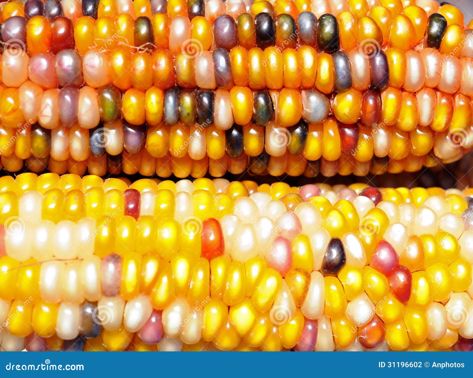 Indiana corn stock photo. Image of stock, food, background - 31196602