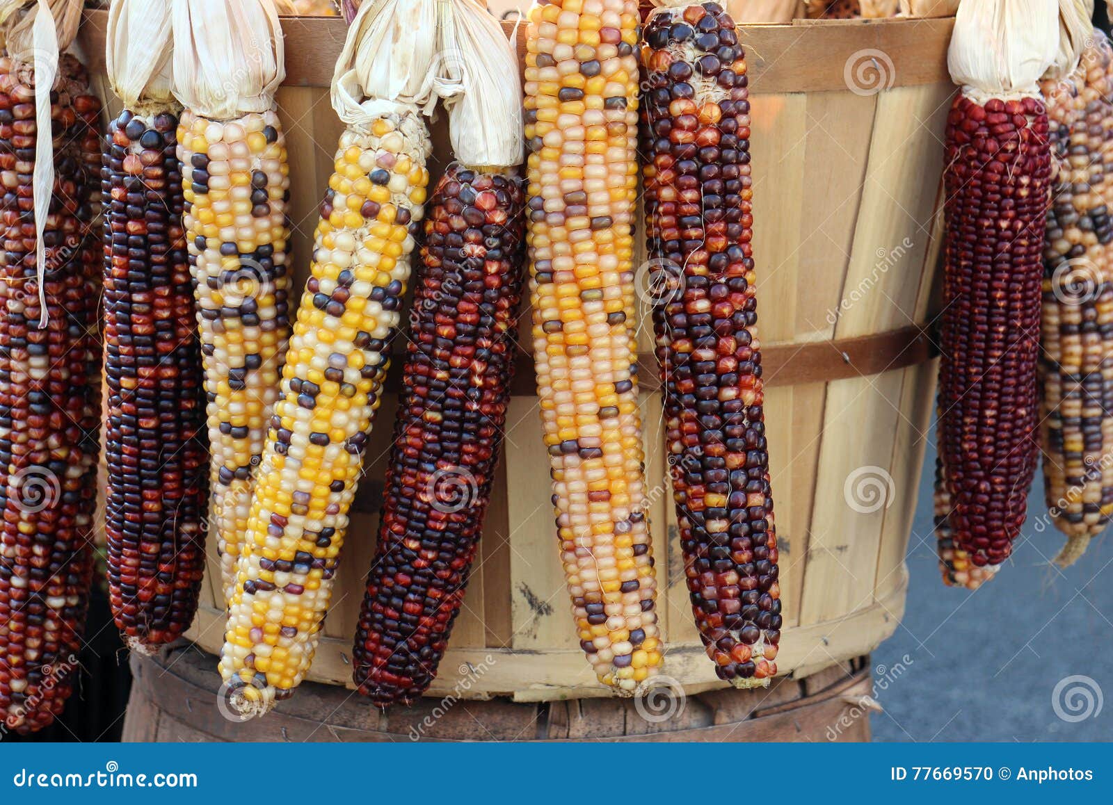Indiana dried corn bunch stock photo. Image of ornamental - 77669570
