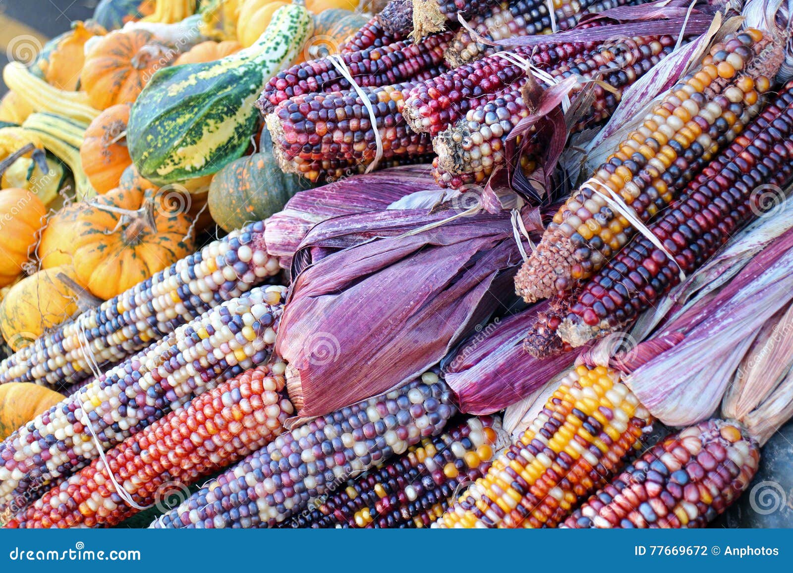 Indiana dried corn bunch stock photo. Image of indiana - 77669672