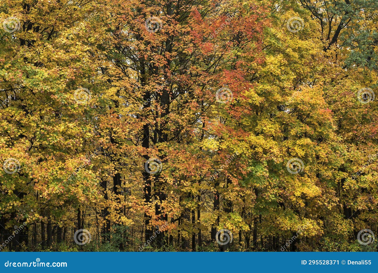 Indiana Dunes State Park with Autumn Color. Stock Image - Image of ...