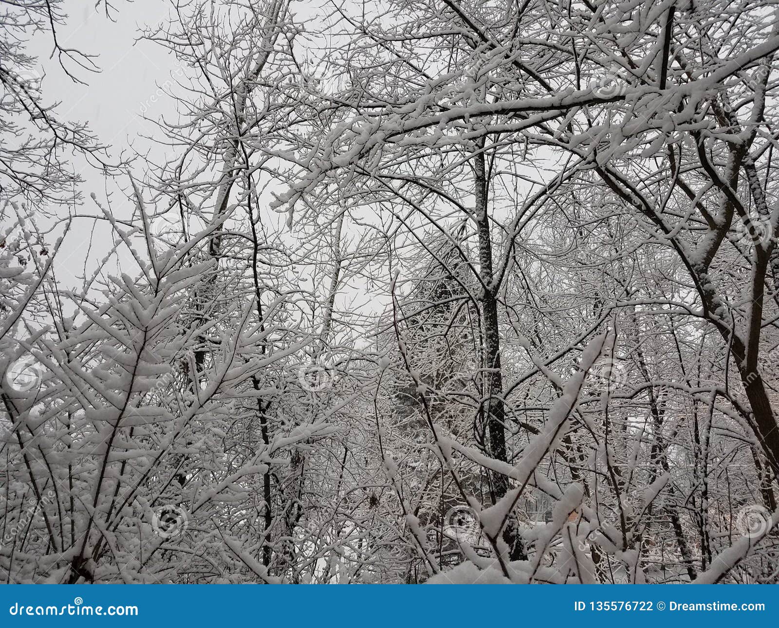 Indiana stock photo. Image of trees, cold, indiana, snow - 135576722