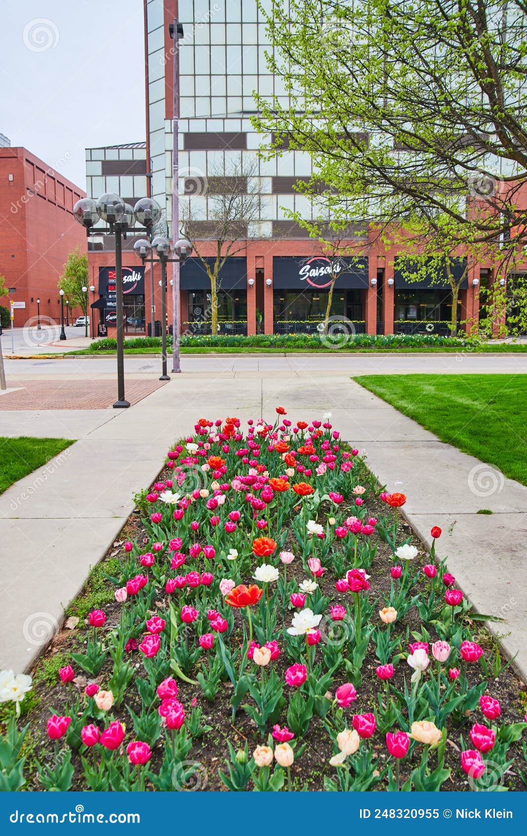 Indiana Spring Tulip Gardens of Pink, White, and Red Editorial Image ...
