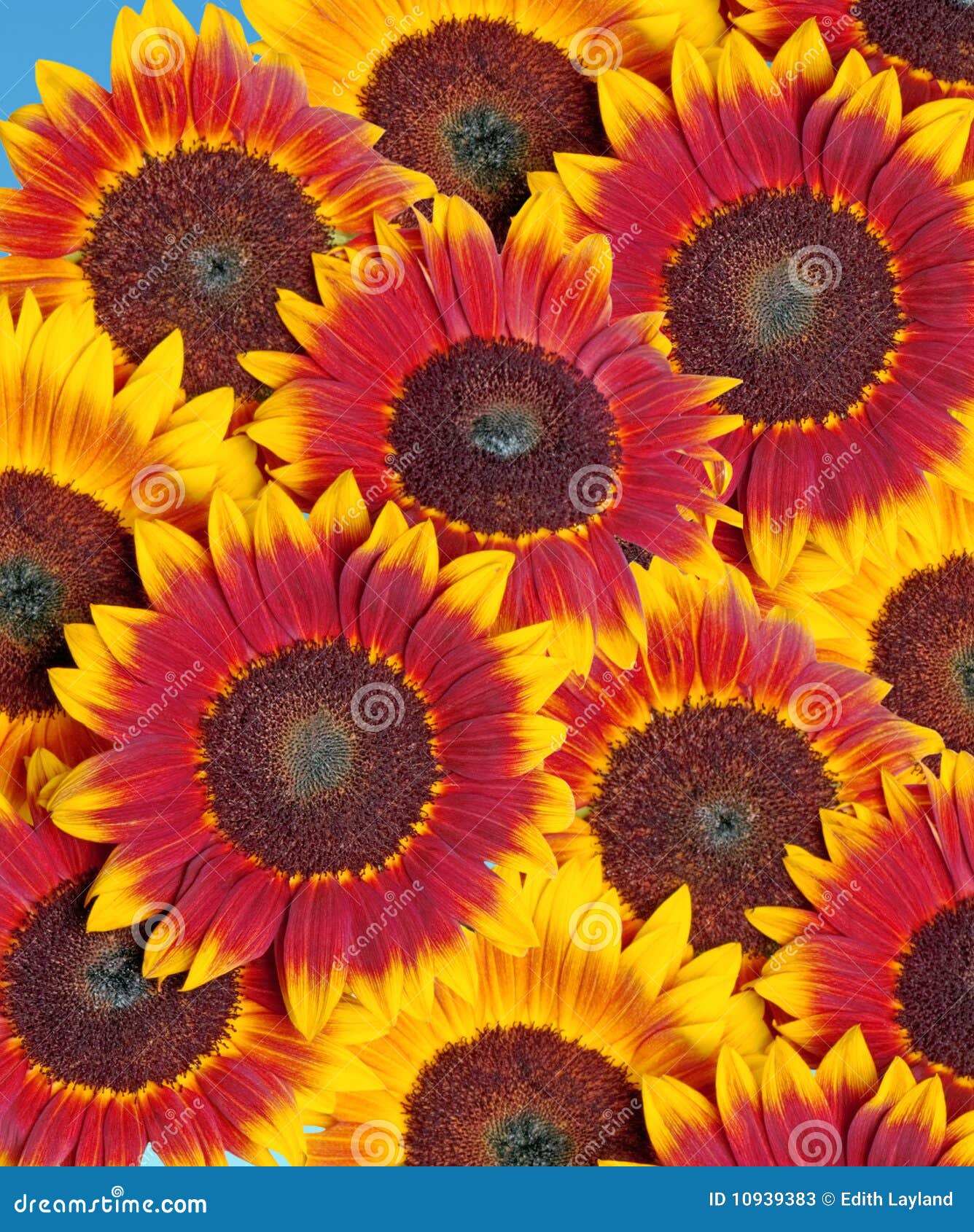 Indicador De Mogno Do Girassol Imagem de Stock - Imagem de girassol ...