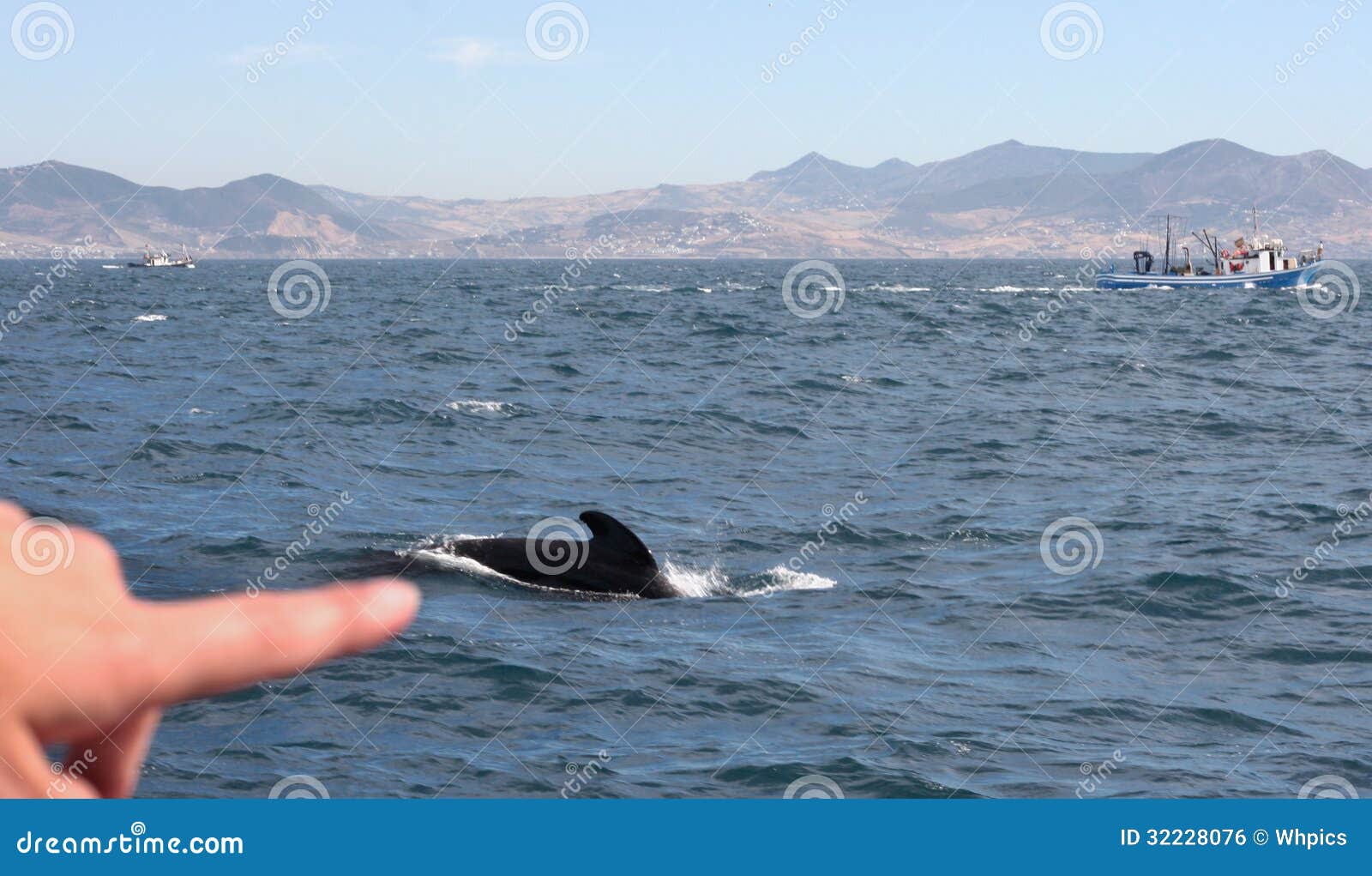 Indicare la balena pilota fotografia stock. Immagine di andalusia ...
