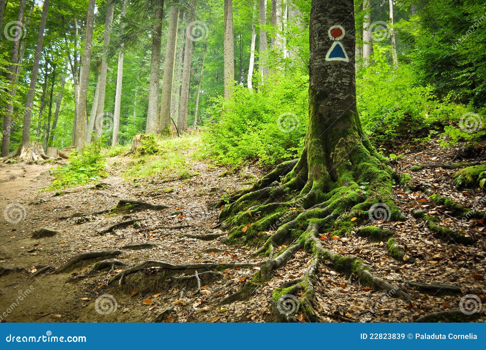 Indicator tree stock image. Image of pine, hiking, tourism - 22823839