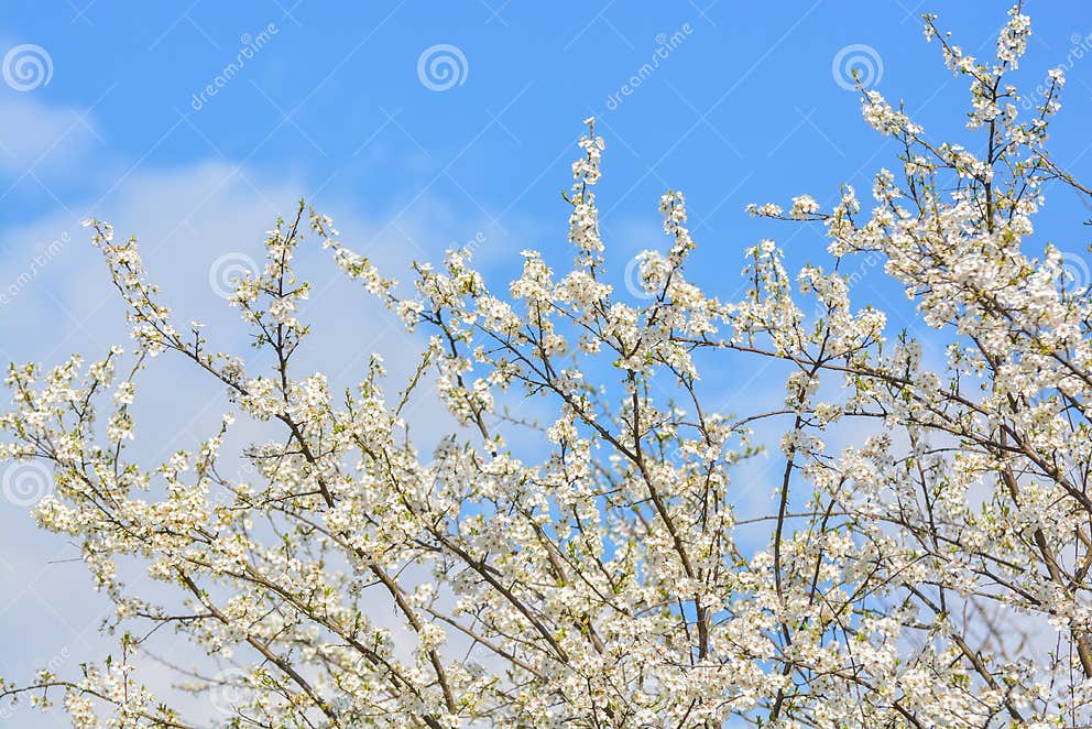 Indicators Spring on a Beautiful Blue Sky Stock Photo - Image of ...