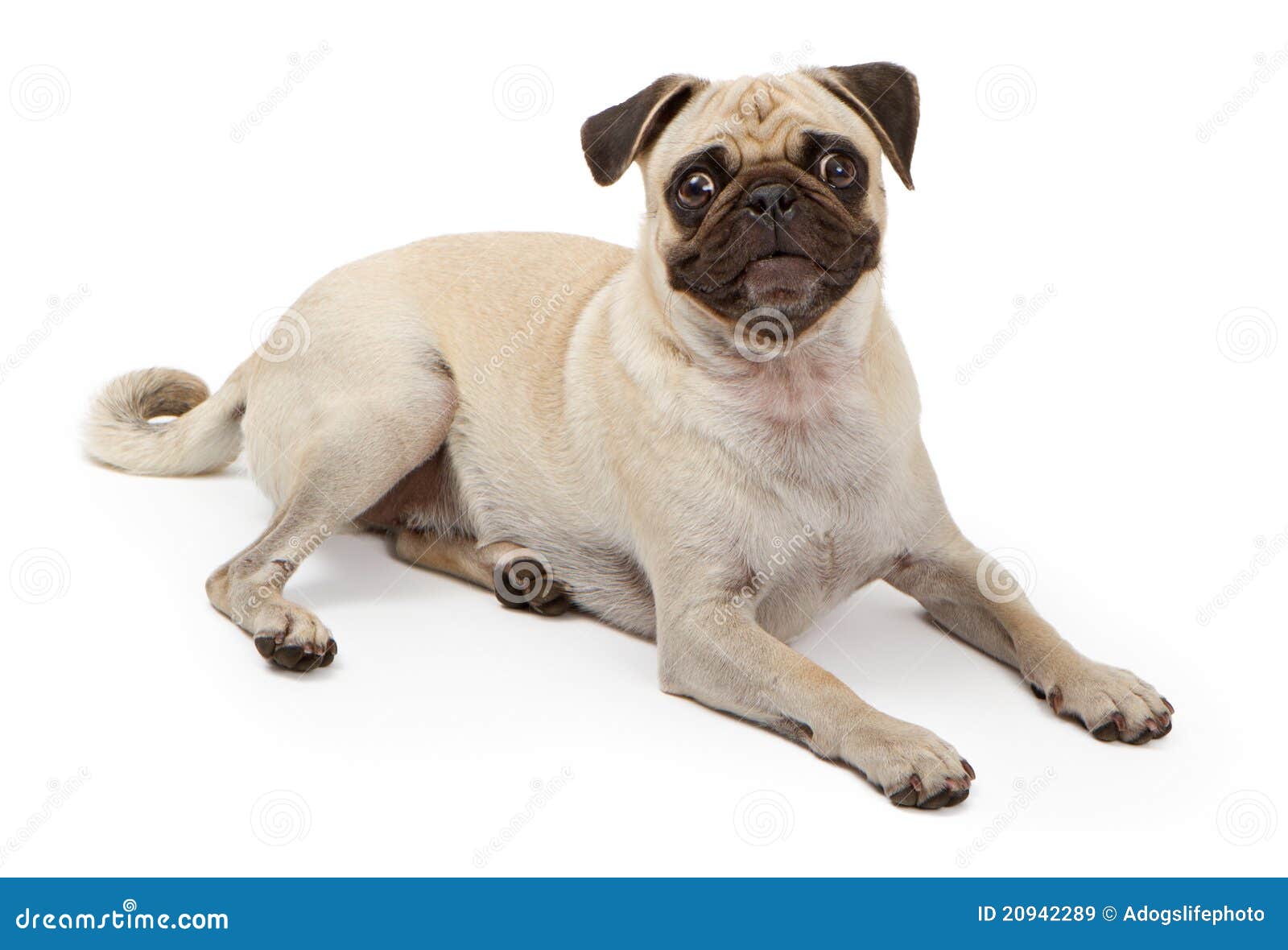 Indicazione Del Cane Del Pug Immagine Stock - Immagine di isolato ...